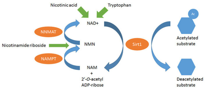 Nicotinamide Adenine Dinucleotide NAD NMN NR - Purelife bio