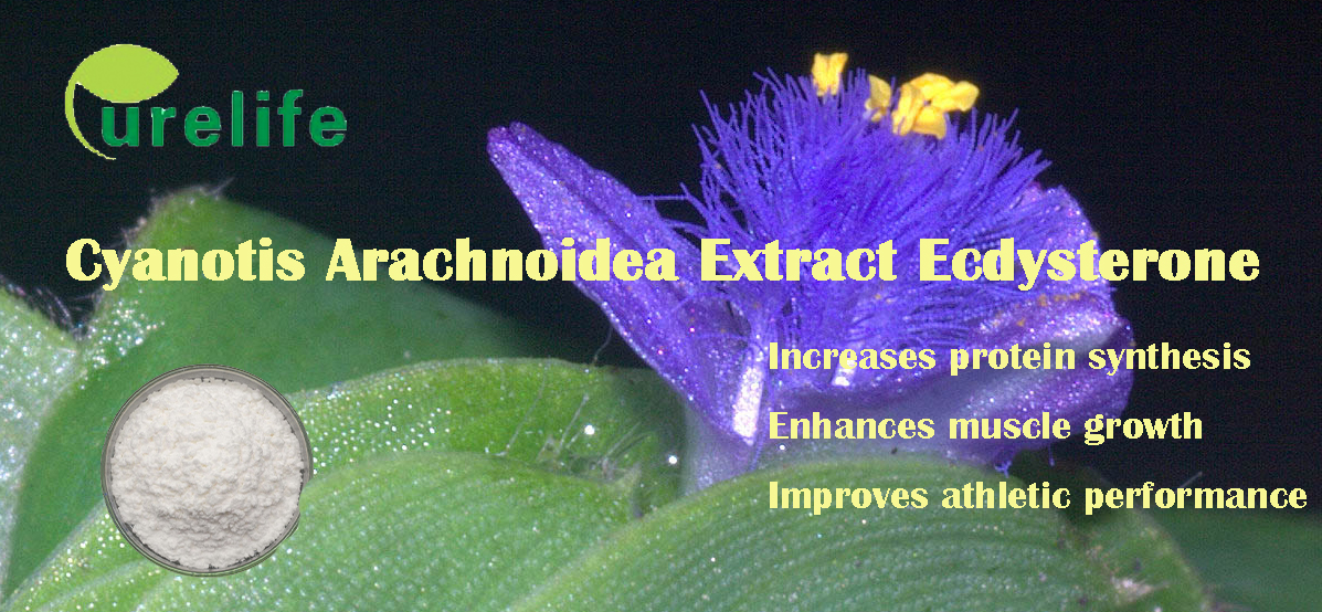 Cyanotis Arachnoidea Extract Ecdysterone Supplement - Purelife bio